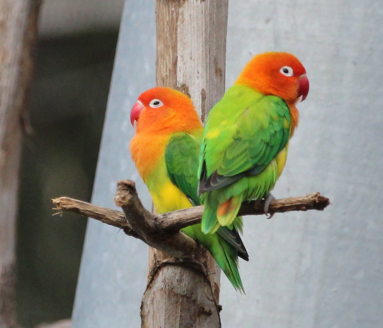Solve Fischer's Lovebirds, Zoo, San Diego, California jigsaw puzzle ...