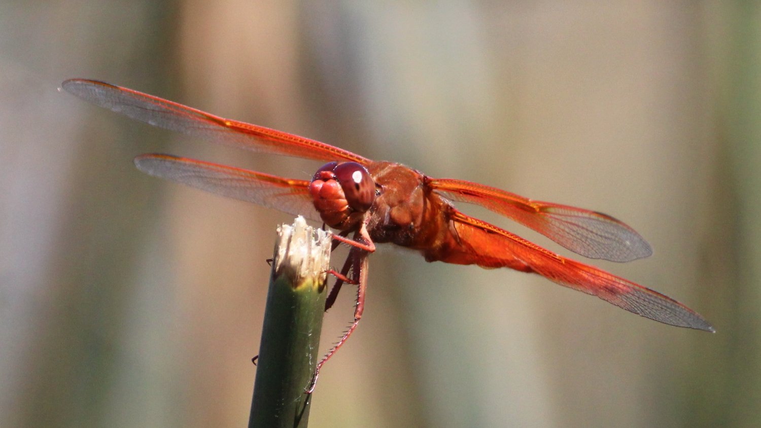 Solve Dragonfly, Discovery Lake, San Marcos, California jigsaw puzzle ...