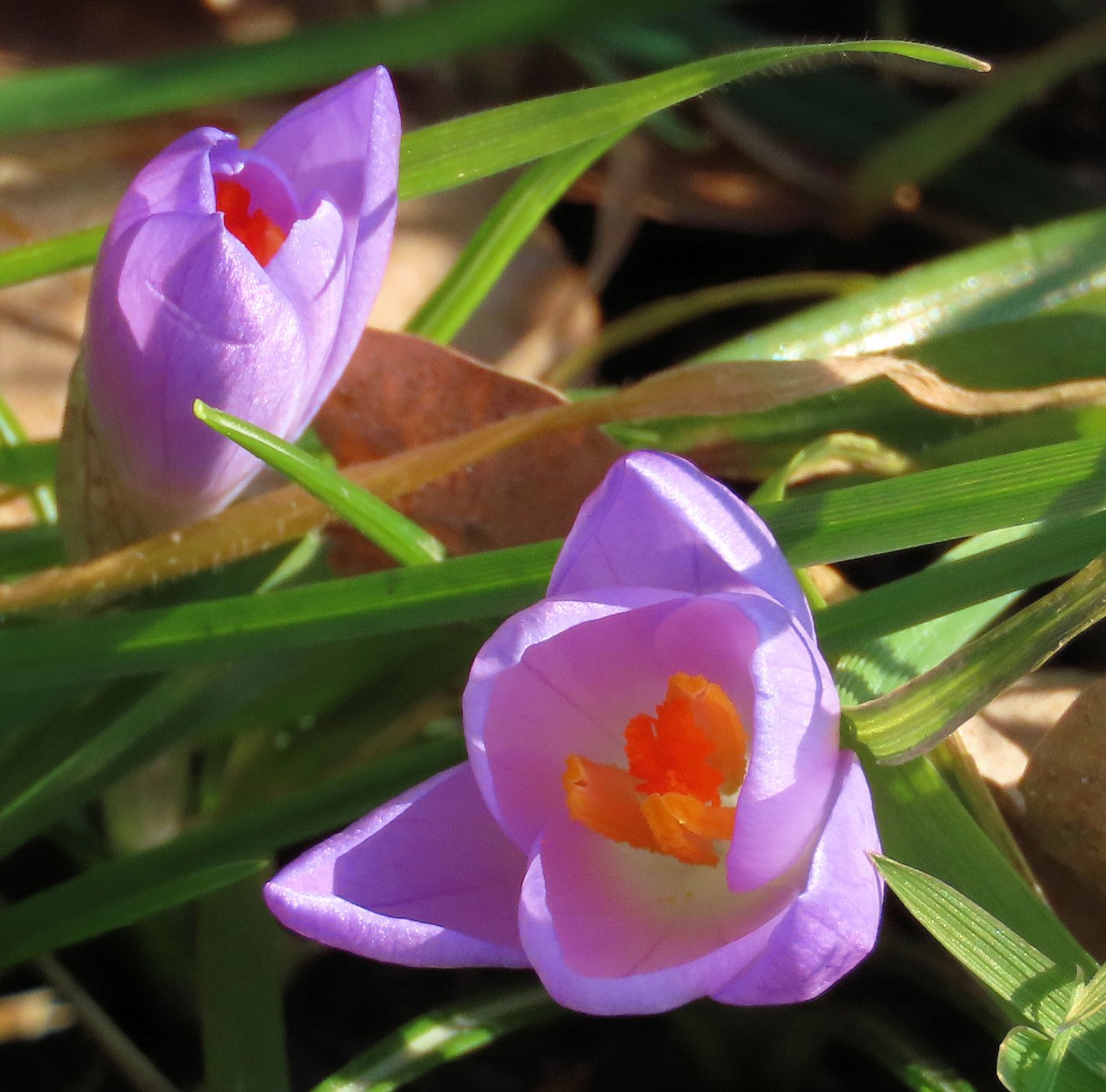 Solve crocuses, opening up in the sunshine (krokusjes) jigsaw puzzle ...