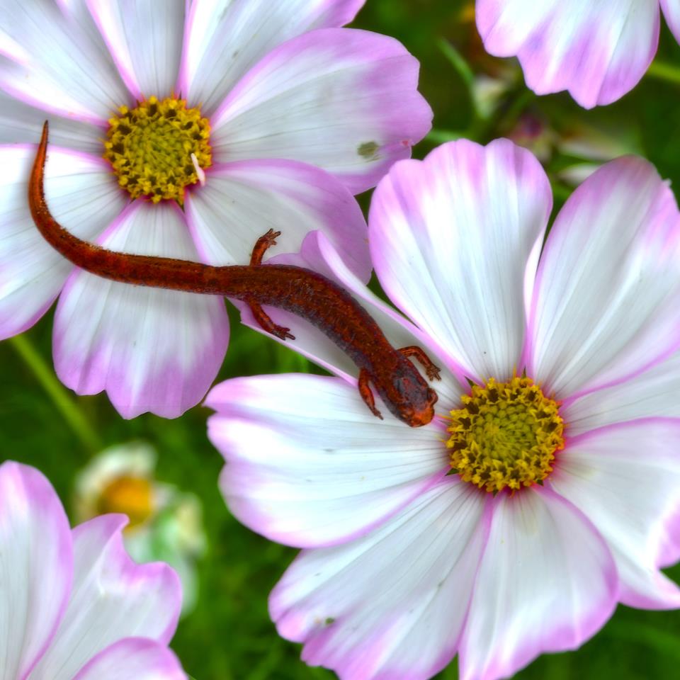 Solve PINK, WHITE AND A SALAMANDER jigsaw puzzle online with 100 pieces