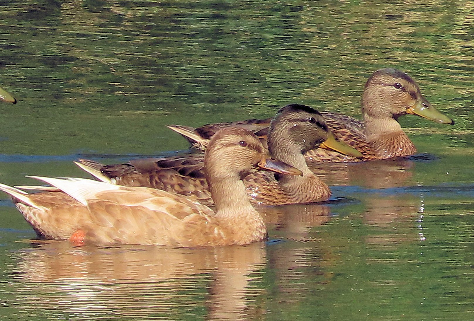 Solve three in a row jigsaw puzzle online with 54 pieces