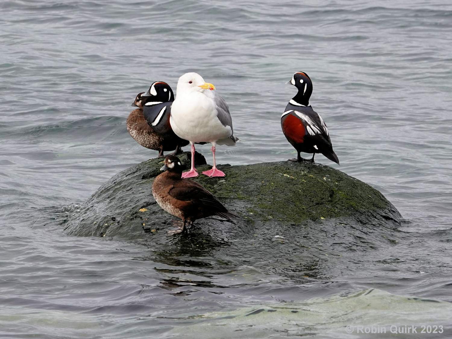 Solve Sharing the Rock jigsaw puzzle online with 63 pieces