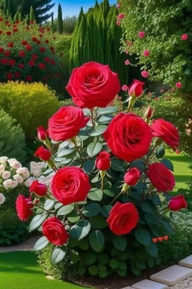 Solve Roses jigsaw puzzle online with 70 pieces