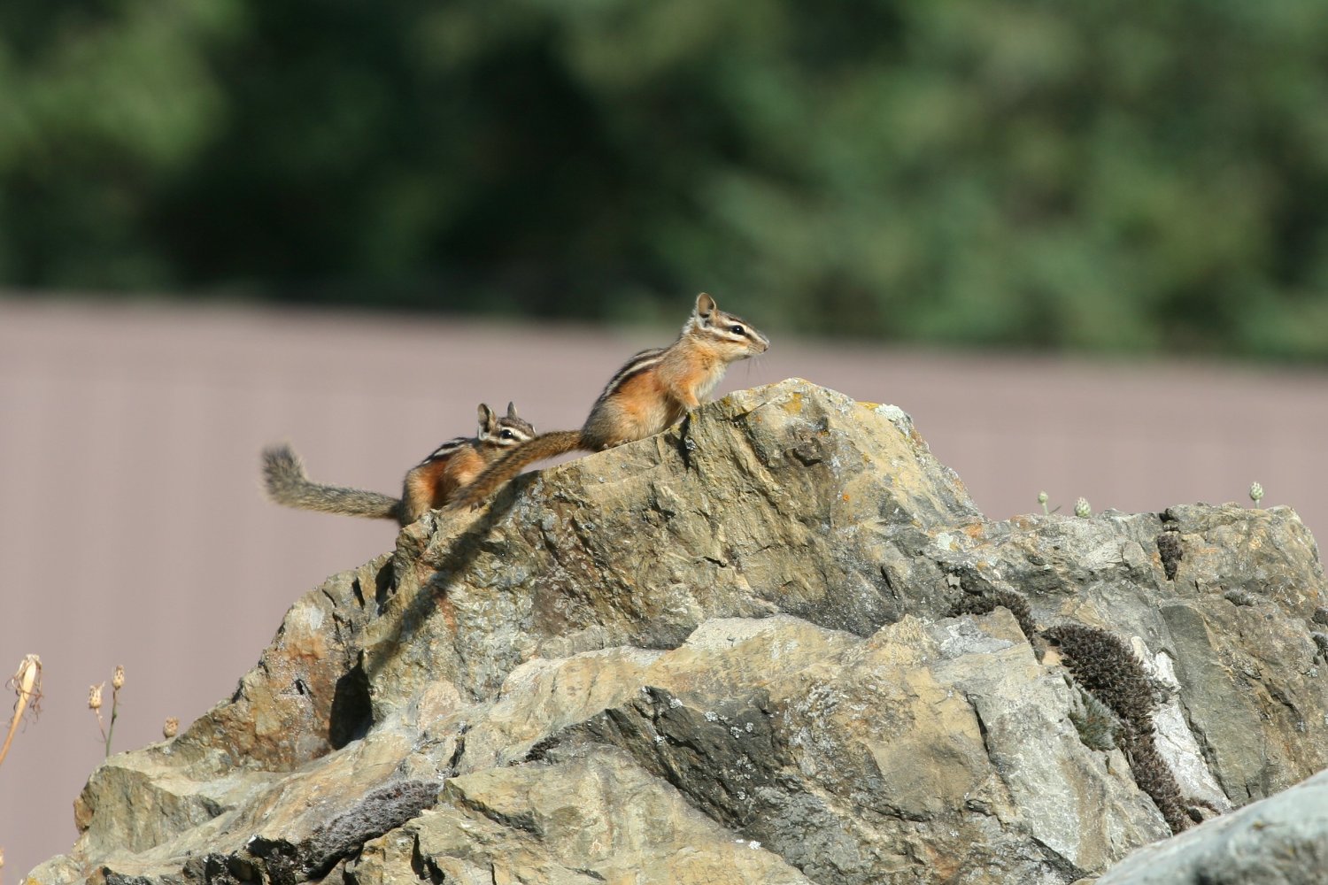 Solve Double Trouble jigsaw puzzle online with 12 pieces