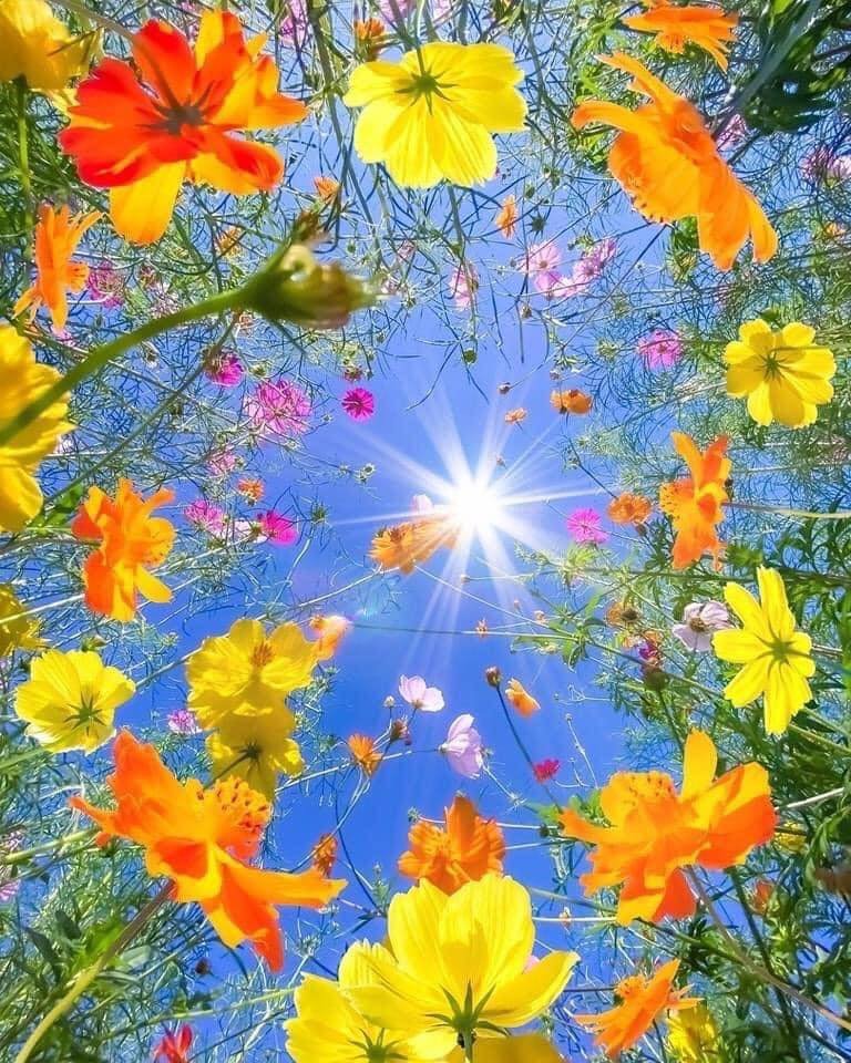 Solve Sunshine jigsaw puzzle online with 63 pieces