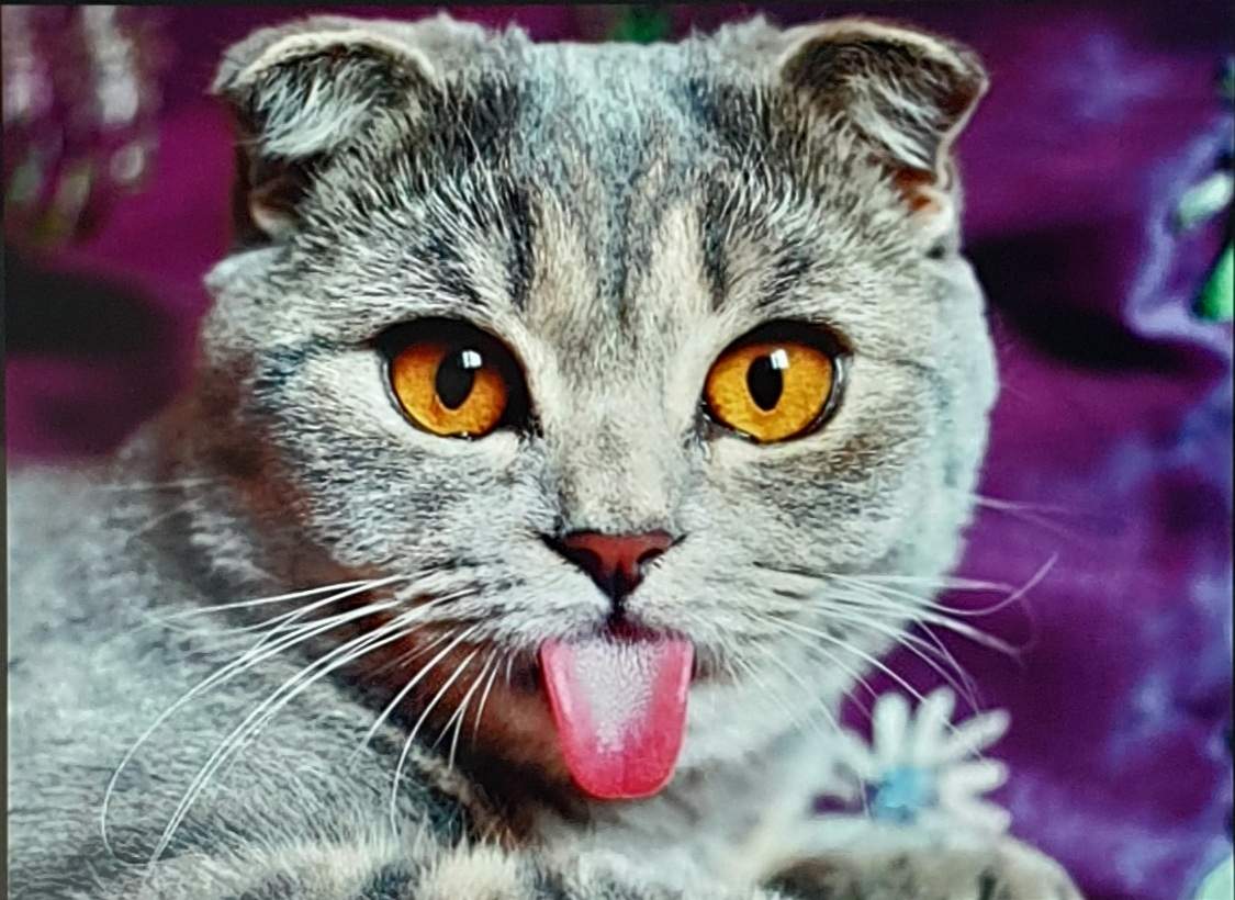 Solve "NANA NA NA NAAA!" CAT GOT YOUR TONGUE? jigsaw puzzle online with ...