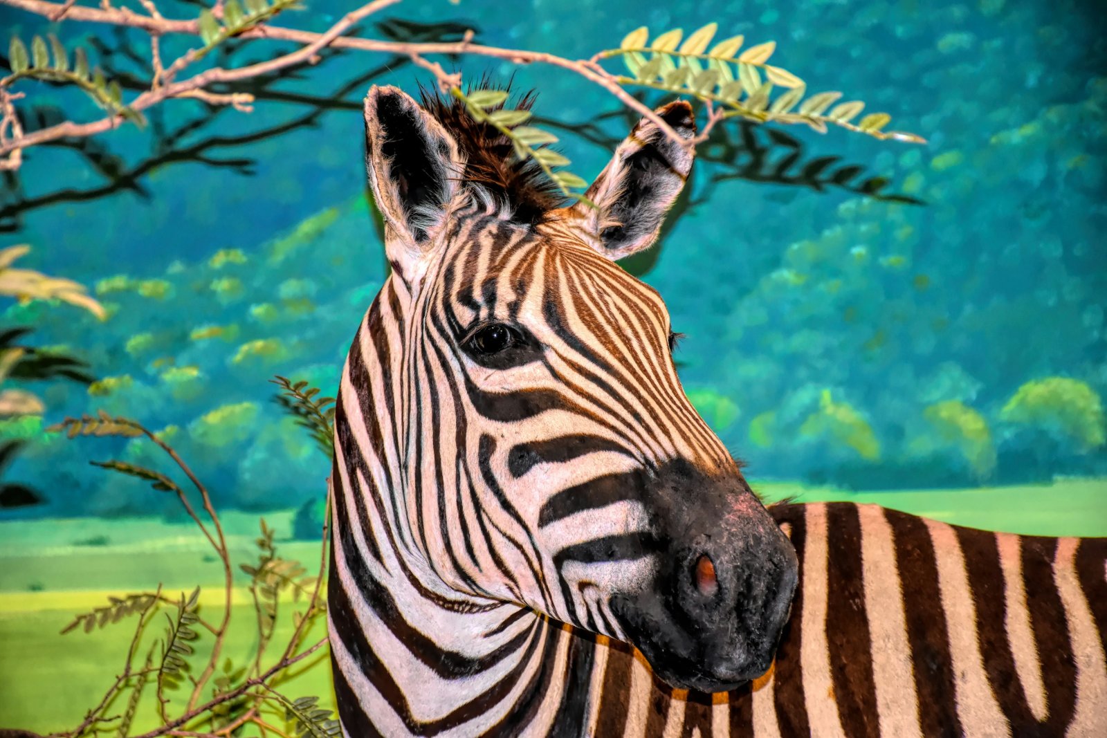 Solve Zebra jigsaw puzzle online with 40 pieces
