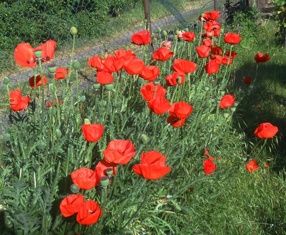 Solve Máky jigsaw puzzle online with 12 pieces