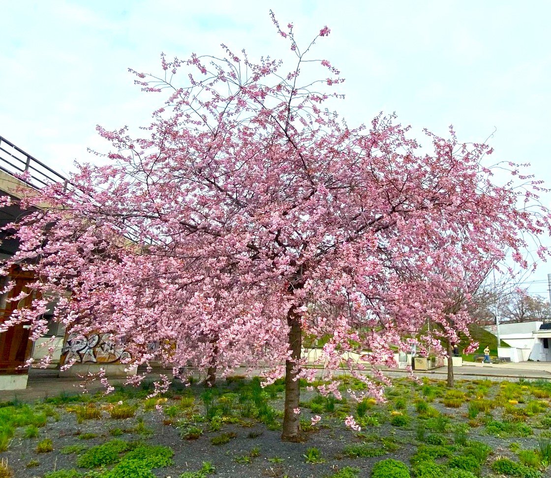 Solve Jaro - Spring jigsaw puzzle online with 9 pieces