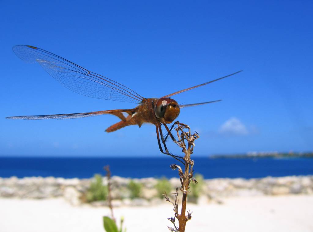 Jigsaw Puzzle | EEN LIBELLE AAN HET STRAND IN CURACAO | 63 pieces | Jigidi