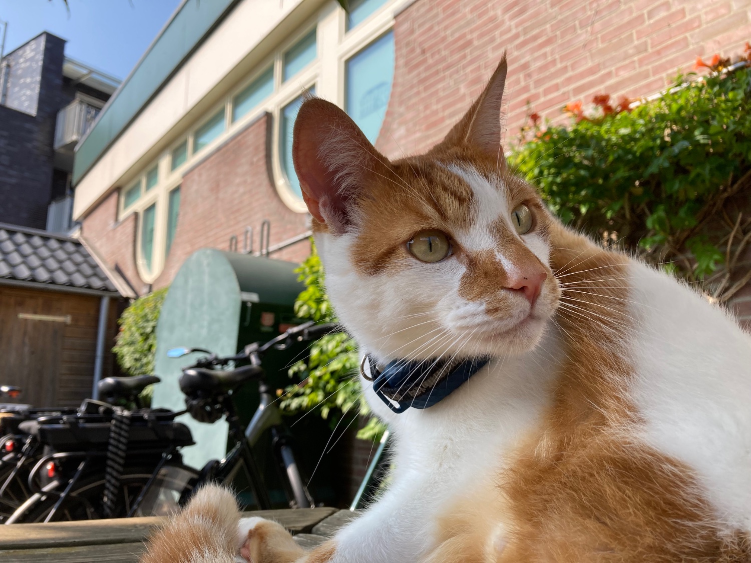 Solve 3100 Cat from the Neighbours jigsaw puzzle online with 12 pieces