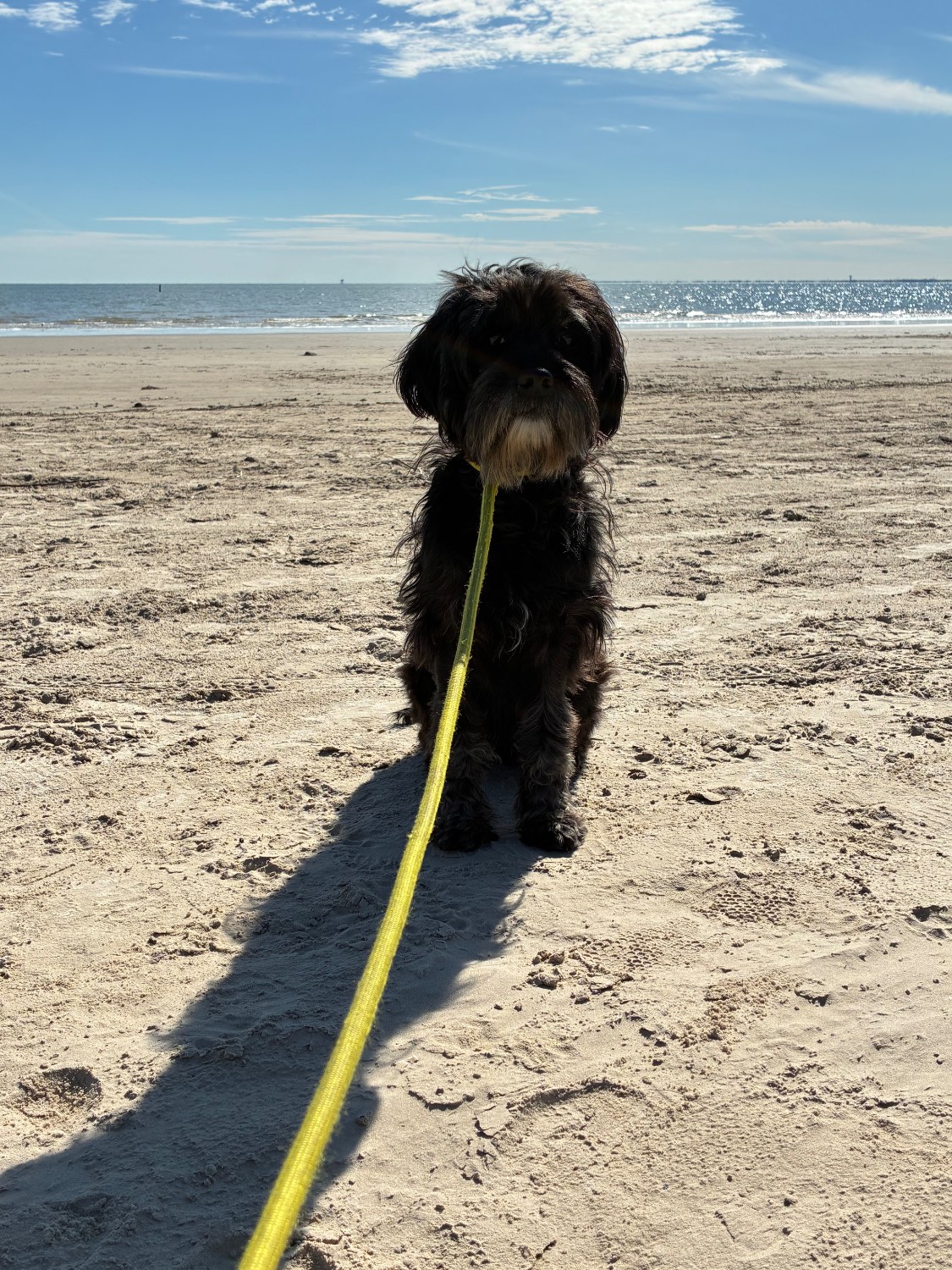 Solve Rollo jigsaw puzzle online with 108 pieces