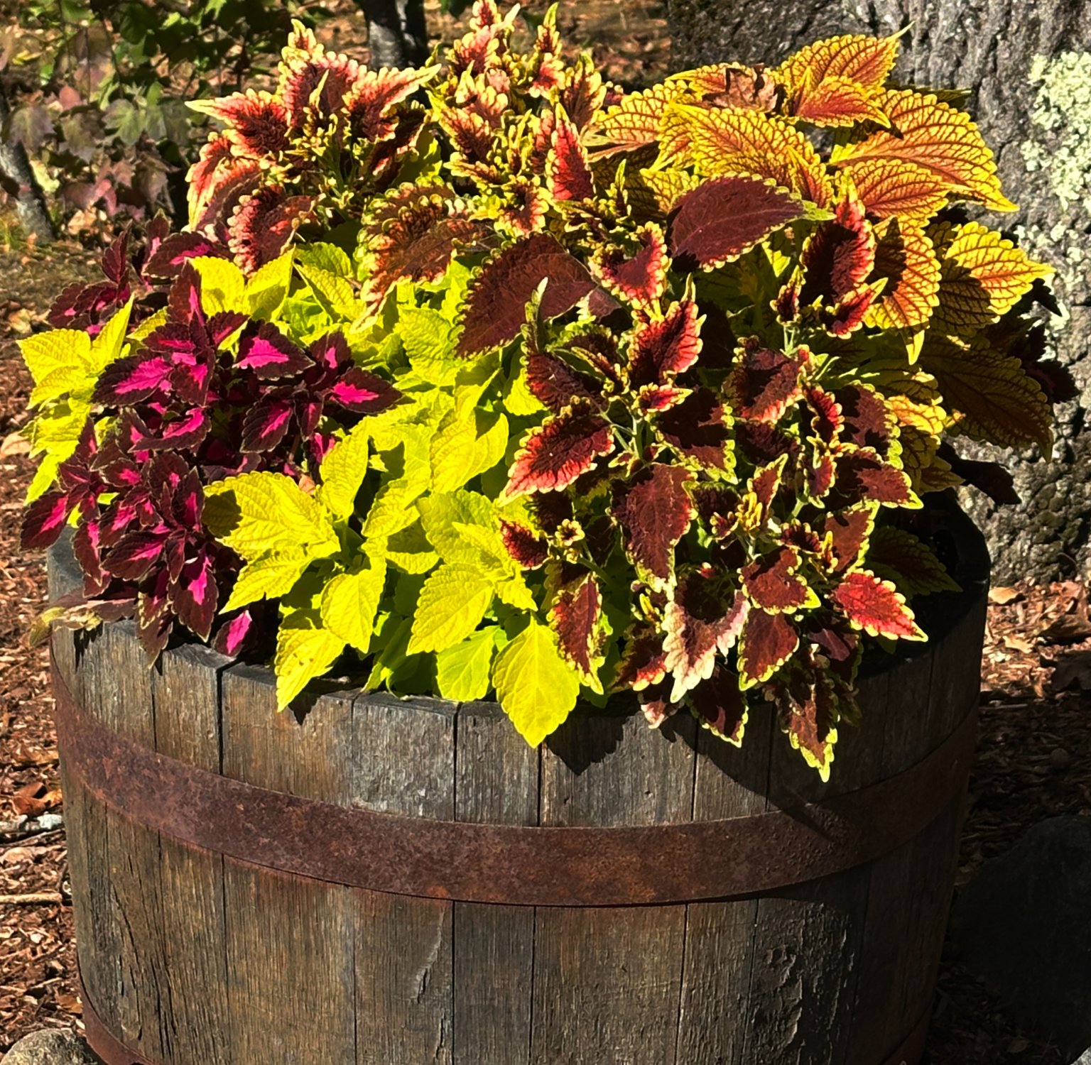 Jigsaw Puzzle | 64 pieces | Fall coleus | Jigidi