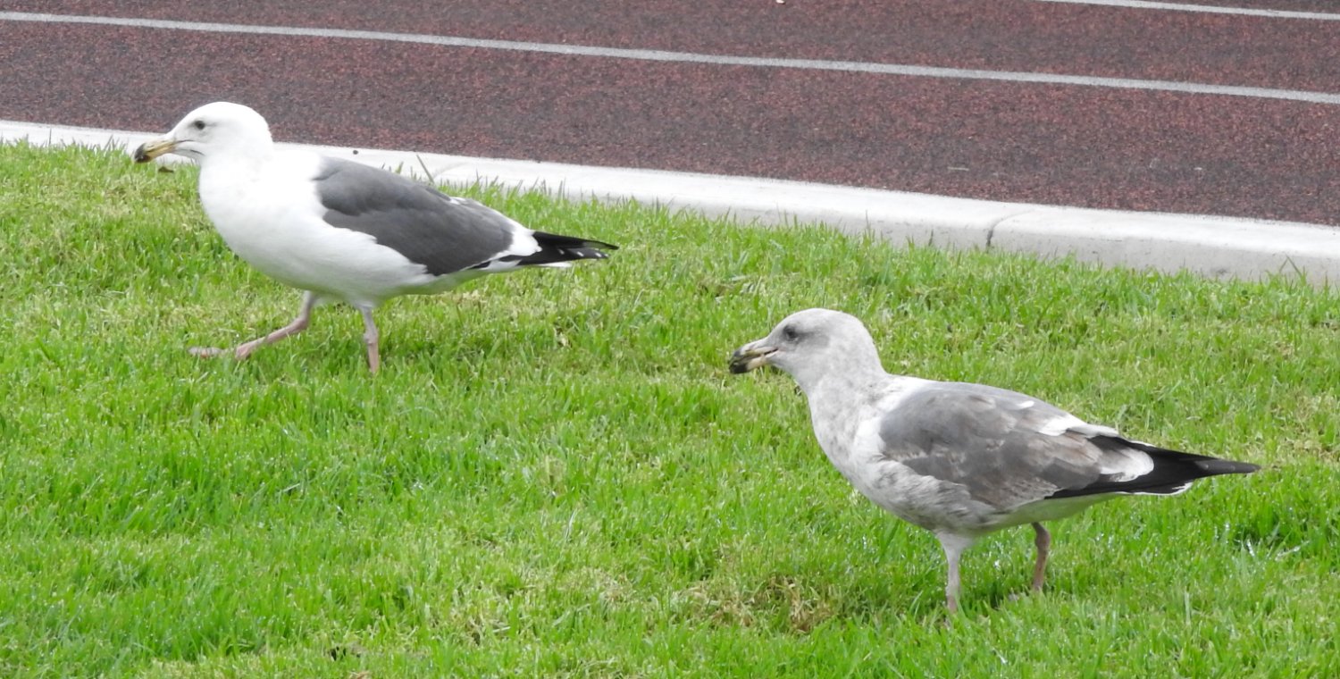 Solve Western Gull Immatures, Scripps Shiley Pavilion, La Jolla ...