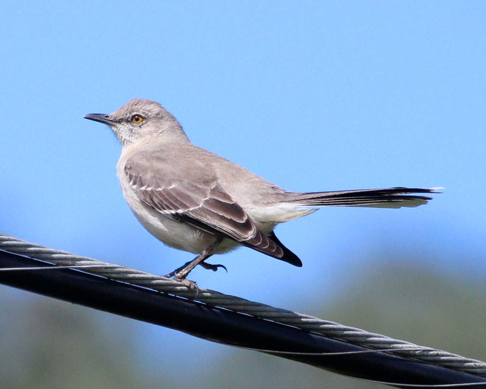 Solve Northern Mockingbird, Grand Avenue Bridge, Del Mar, California ...