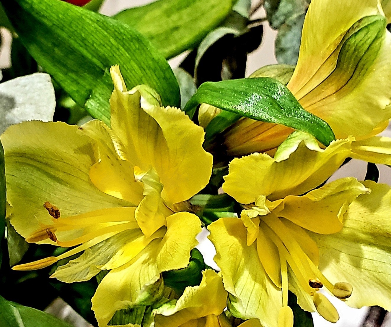 Solve Yellow Flowers jigsaw puzzle online with 42 pieces