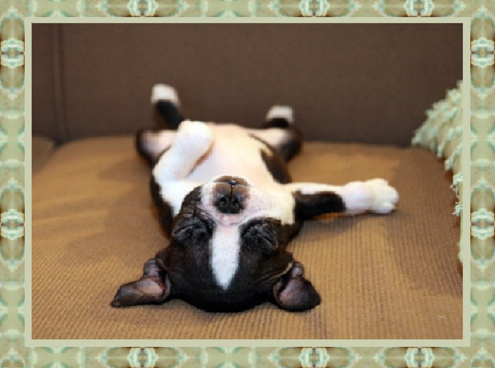 Solve Not another Bite jigsaw puzzle online with 130 pieces