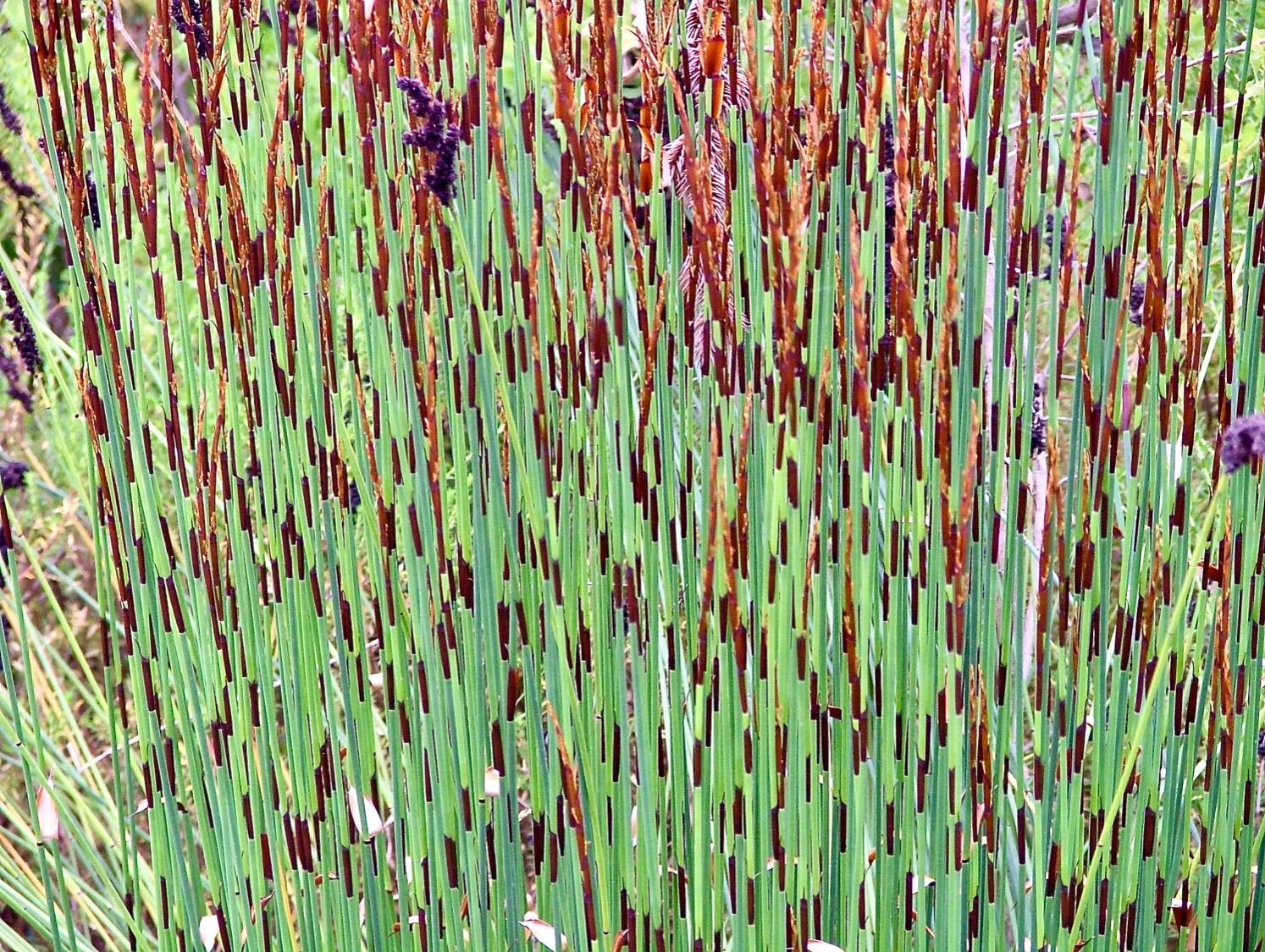 Solve Reed Challenge jigsaw puzzle online with 99 pieces