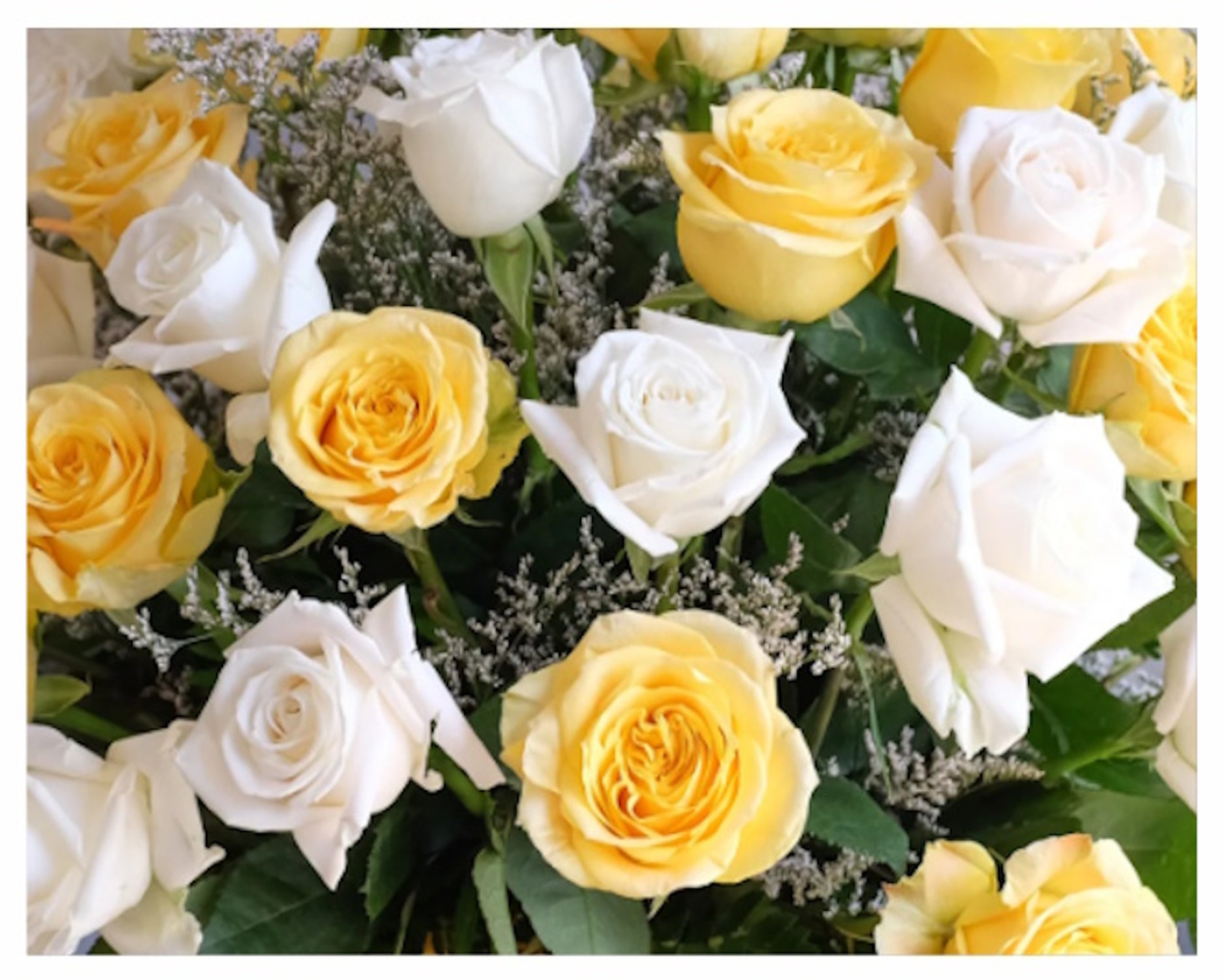 Solve Roses jigsaw puzzle online with 456 pieces