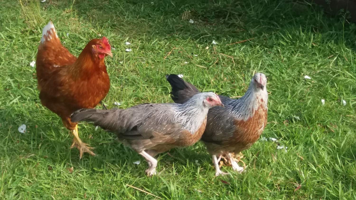 Solve My new pullets jigsaw puzzle online with 60 pieces