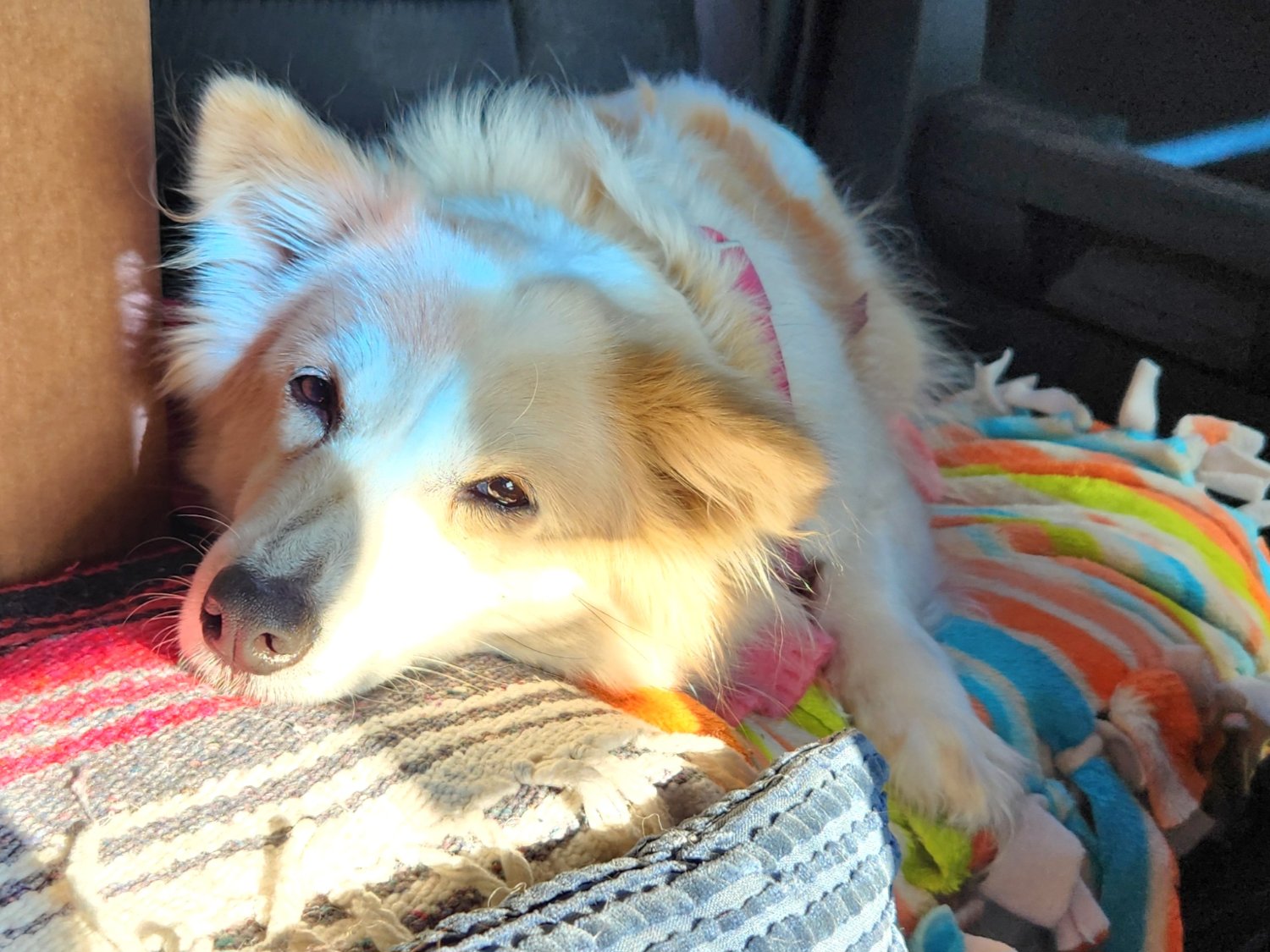 Solve Mabel's worn out, woof! jigsaw puzzle online with 35 pieces