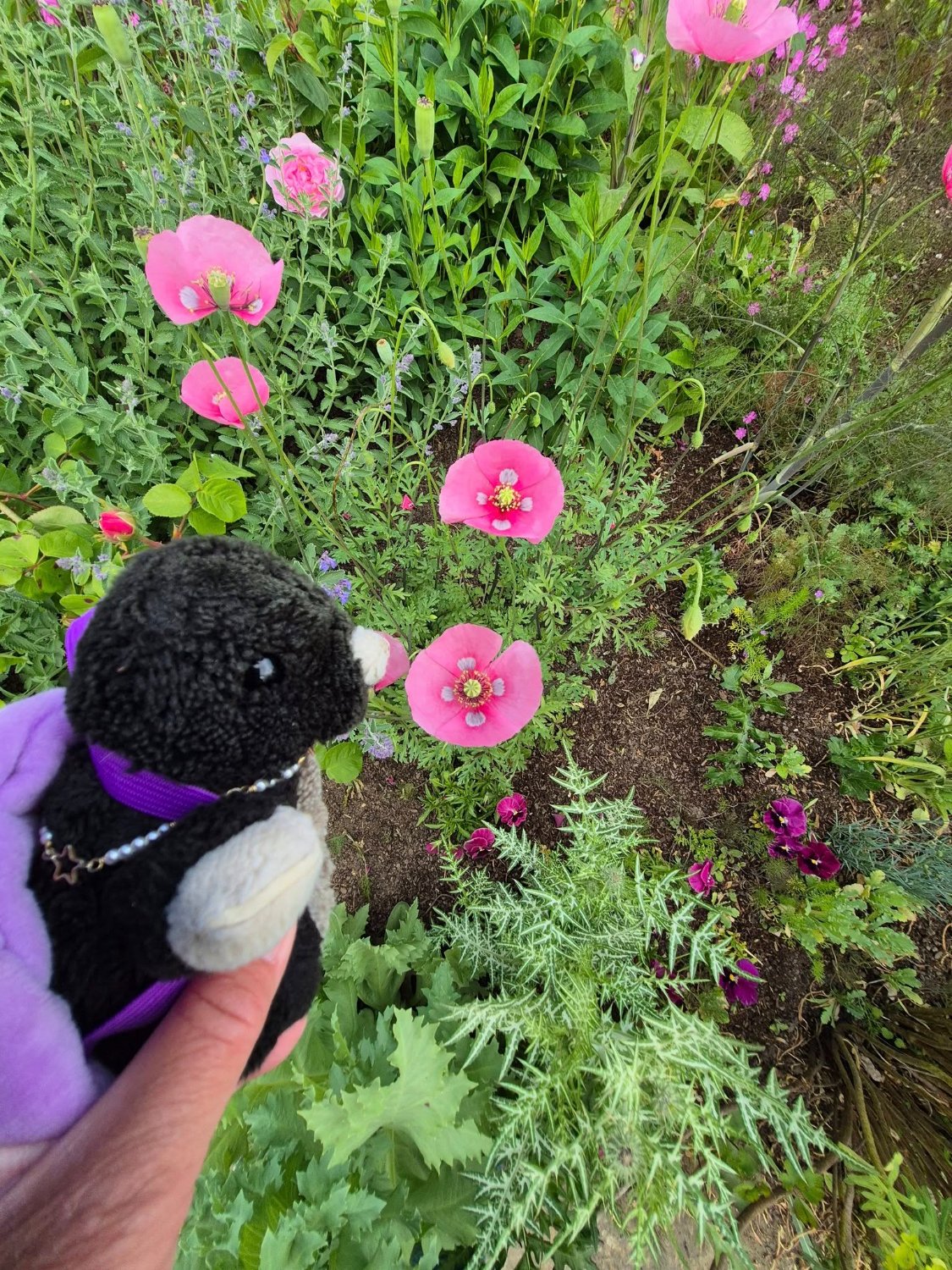 Solve Who likes these lovely pink ploppies? jigsaw puzzle online with ...