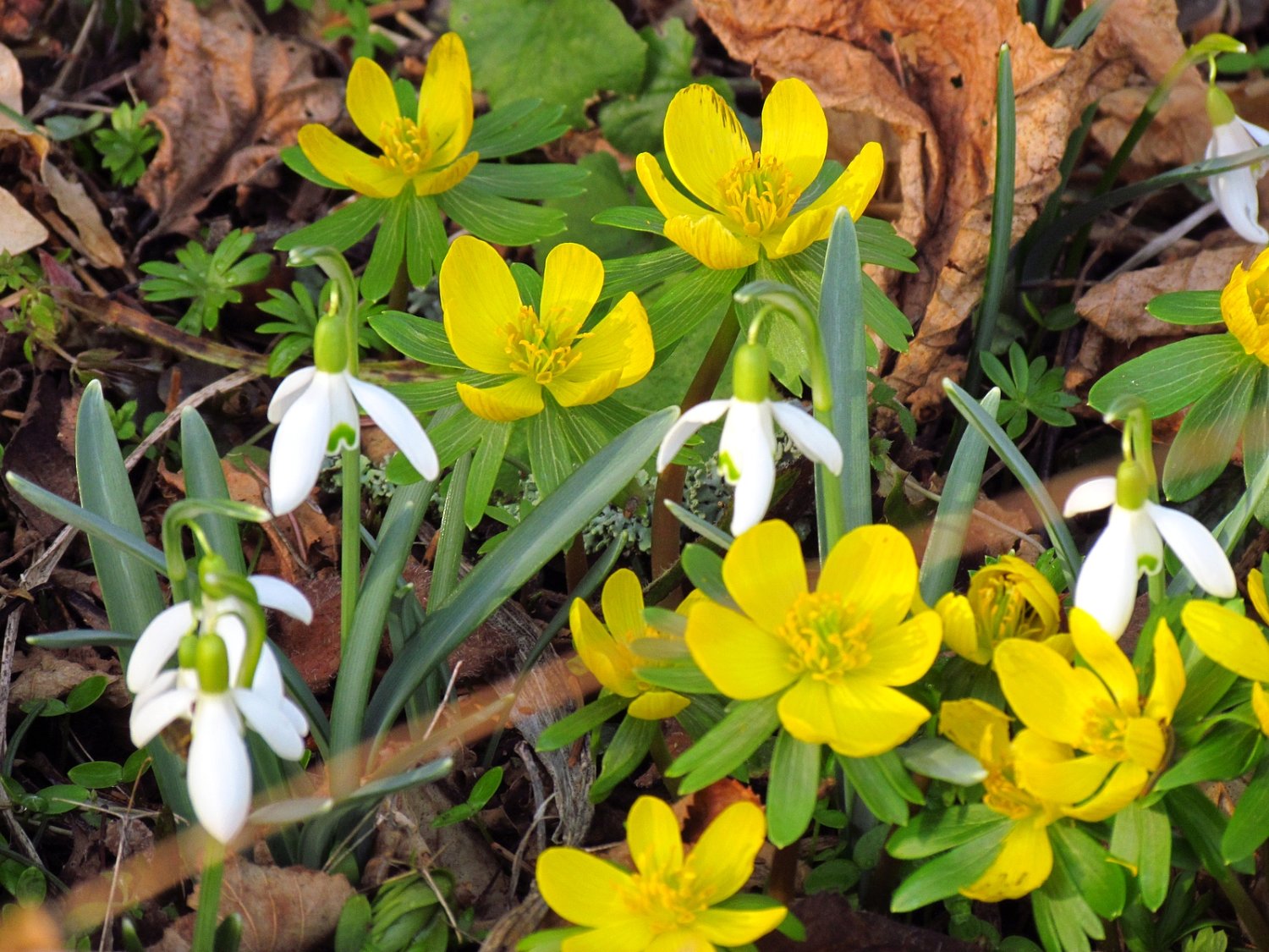 Solve Jarní květiny jigsaw puzzle online with 35 pieces