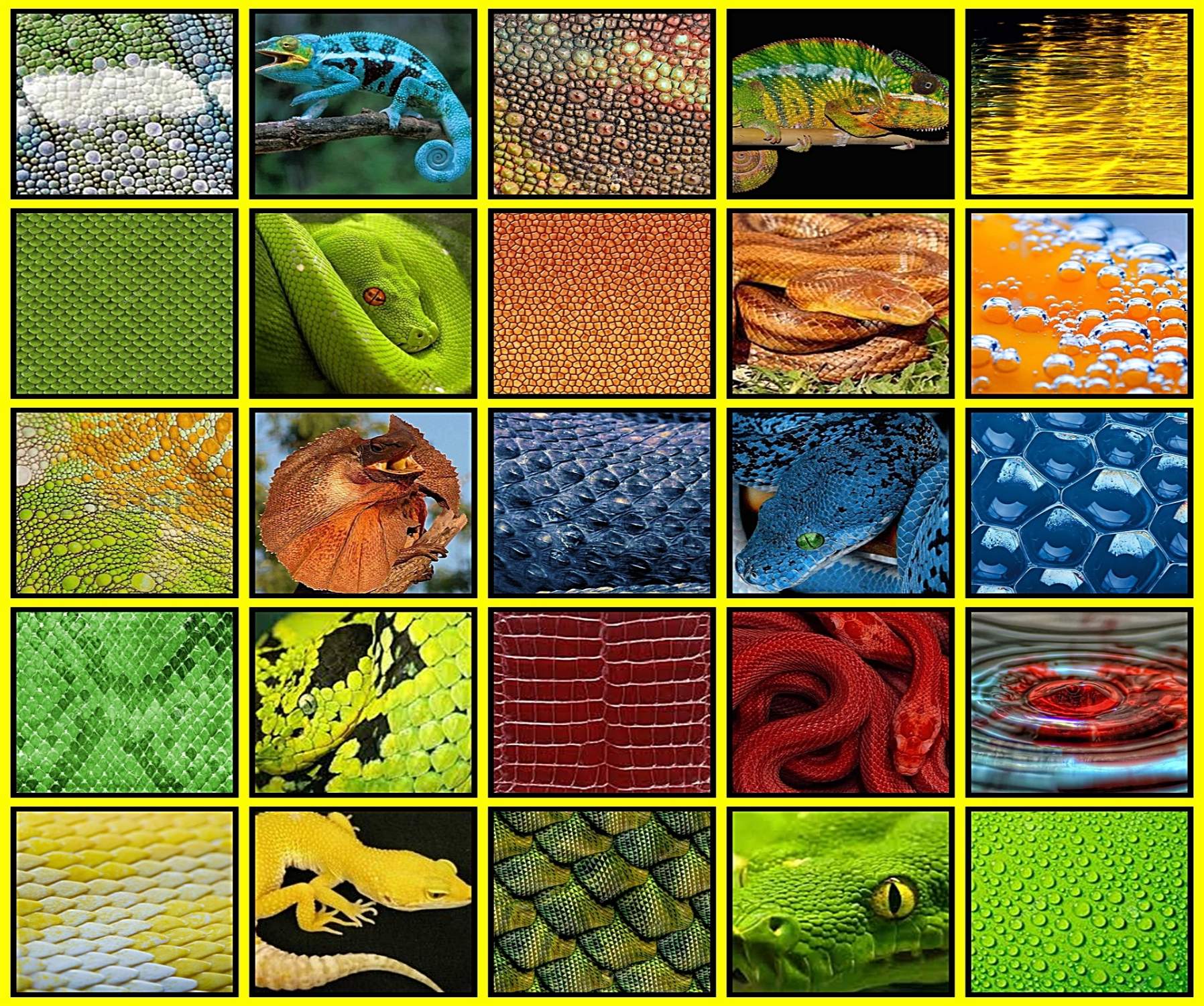 Solve Reptile Fun (W) jigsaw puzzle online with 252 pieces