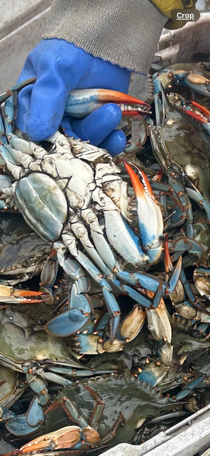 Solve Female Blue Crab ID jigsaw puzzle online with 55 pieces