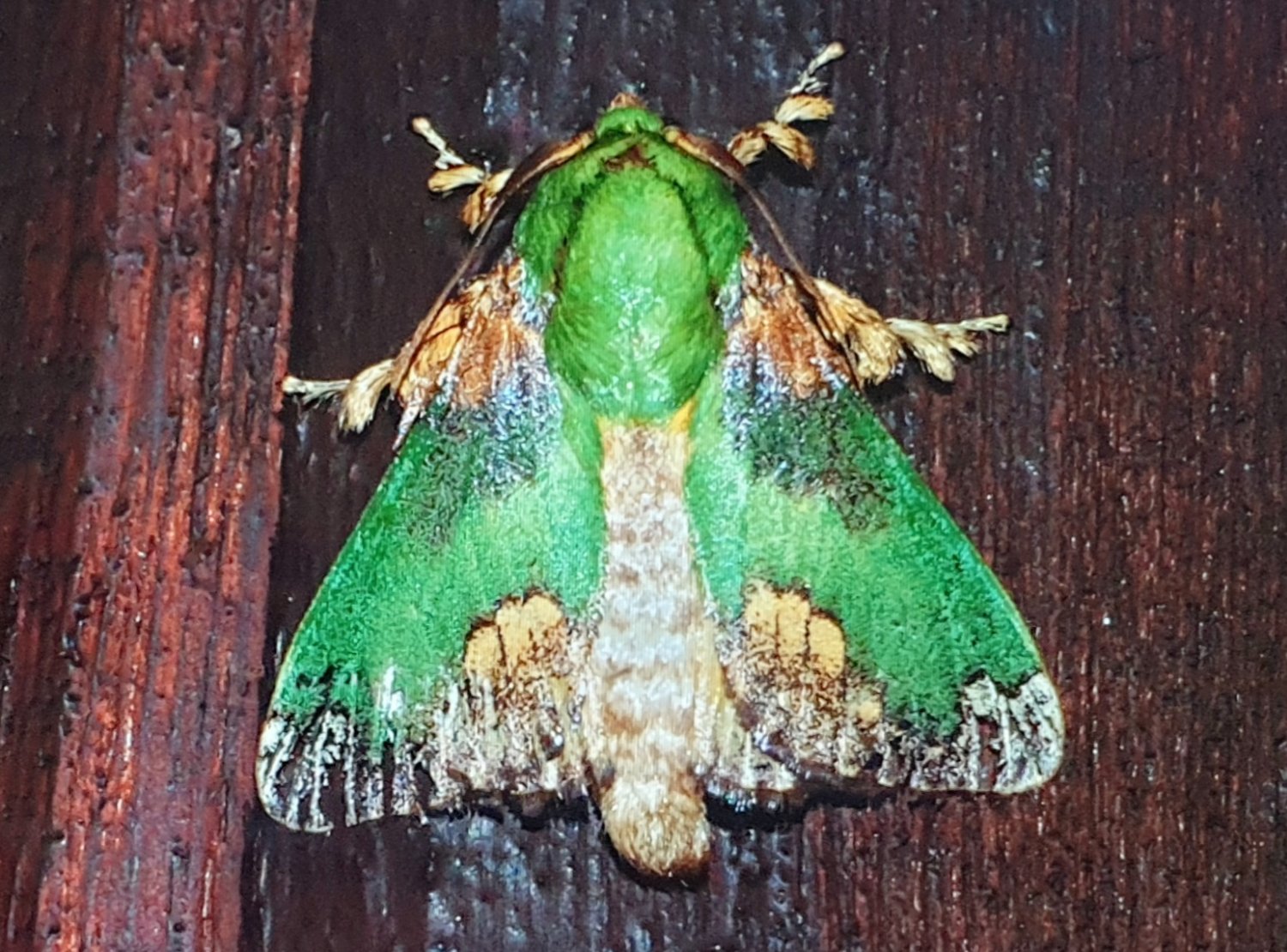 Solve LIMACODID SLUG MOTH jigsaw puzzle online with 24 pieces