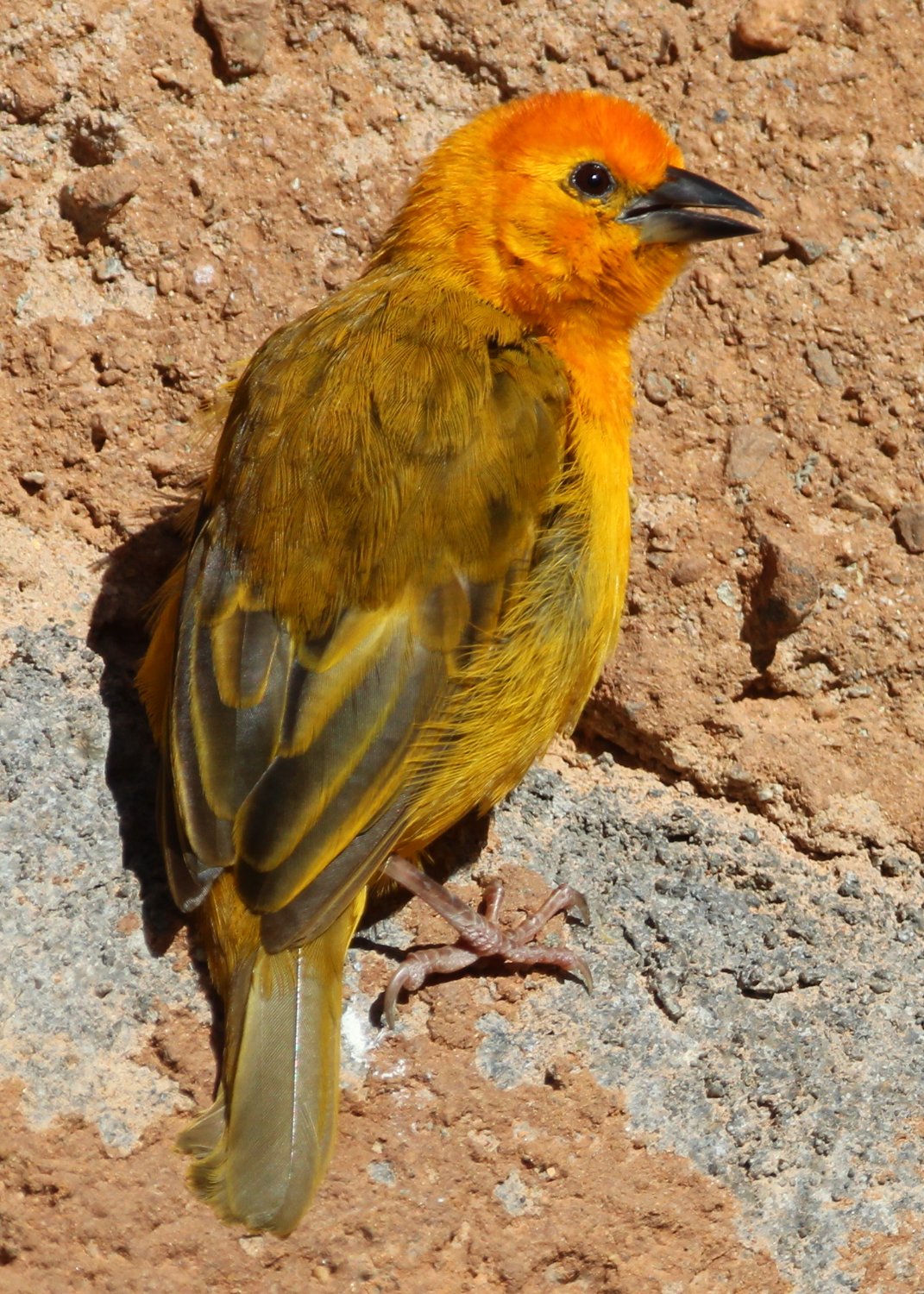 Solve Taveta Golden Weaver on Cliff Face in Africa Rocks Aviary at the ...