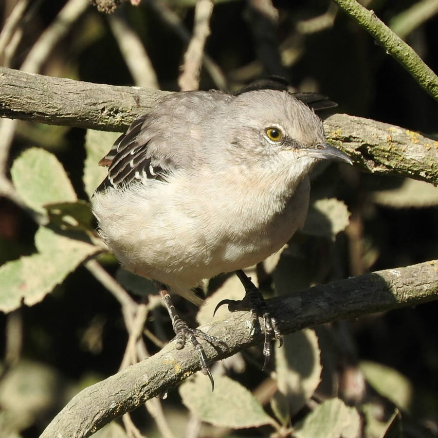 Solve Mockingbird, Grand Avenue Bridge, Del Mar, California jigsaw ...