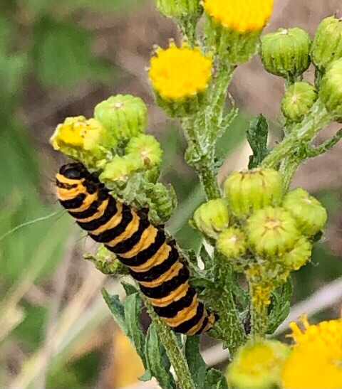 Solve Rups van Sint-Jacobsvlinder jigsaw puzzle online with 56 pieces