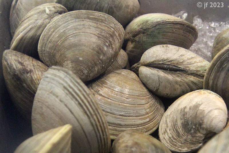 Jigsaw Puzzle | Clams at The Clam Man | 35 pieces | Jigidi