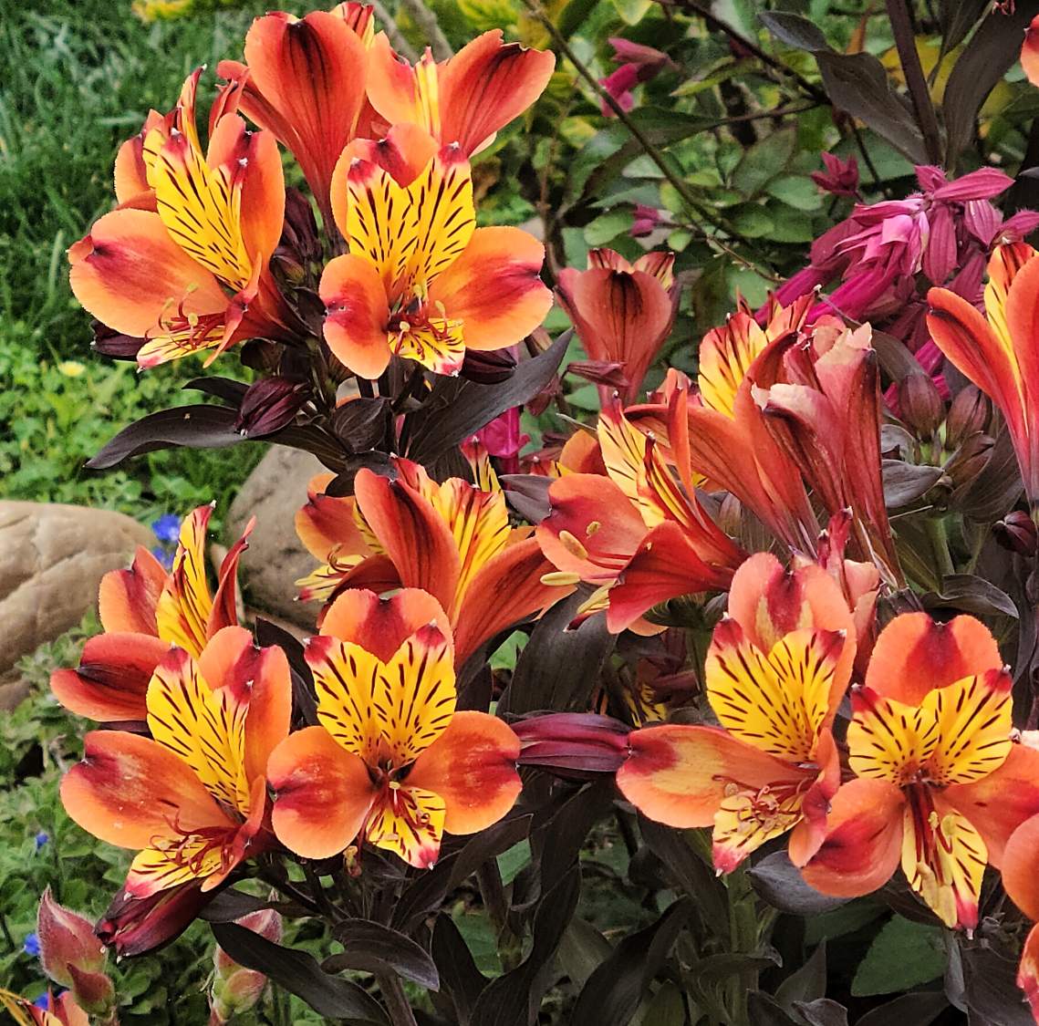 jigsaw-puzzle-alstroemeria-cluster-64-pieces-jigidi