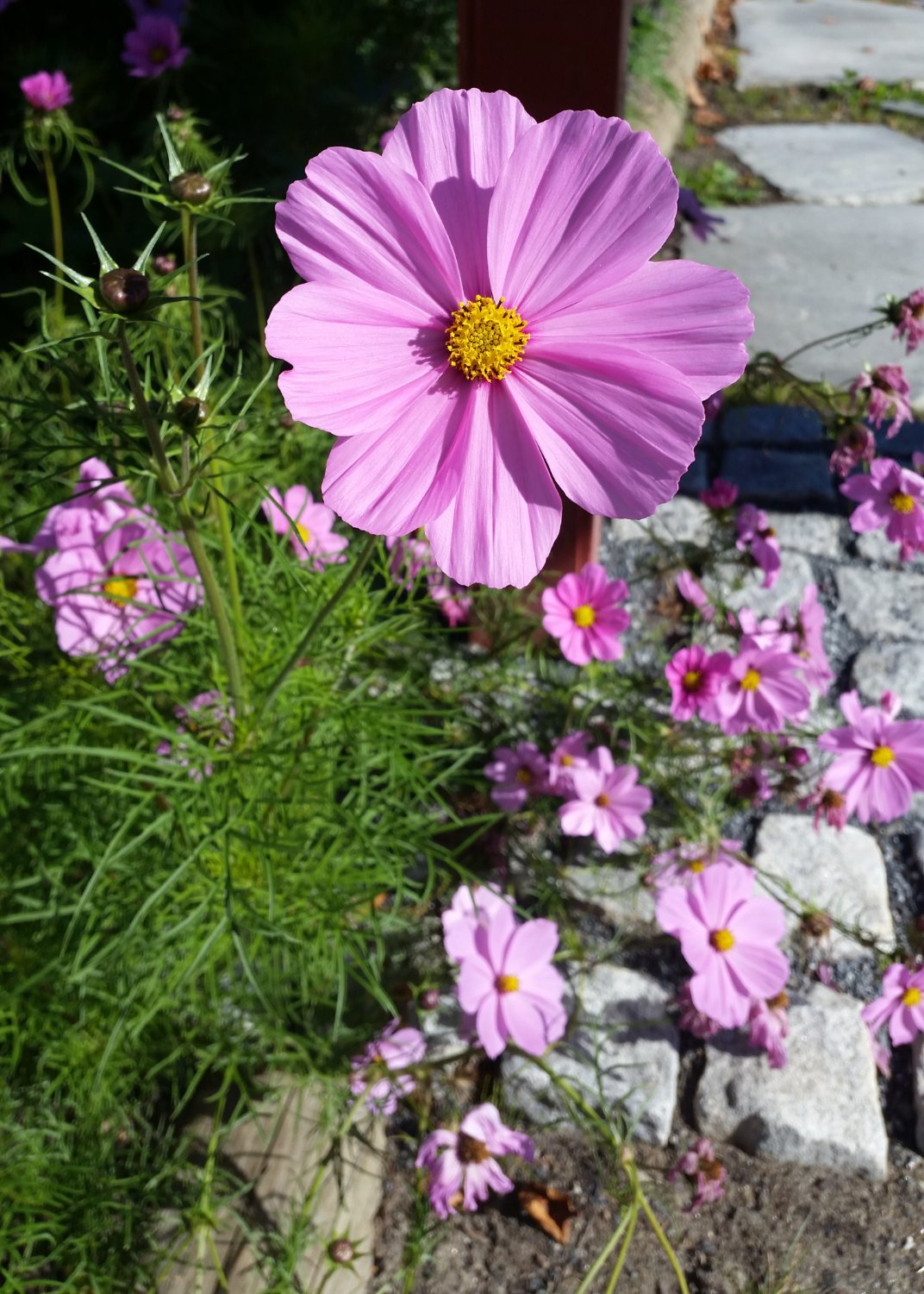 Jigsaw Puzzle 108 Pieces Pink Cosmos Flowers Jigidi jigsaw-puzzle-108-pieces-pink-cosmos-flowers-jigidi