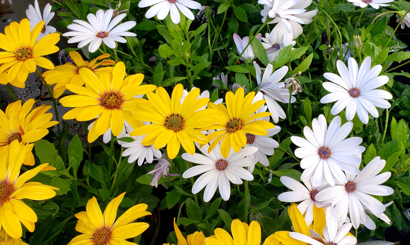 Solve Flowers jigsaw puzzle online with 40 pieces