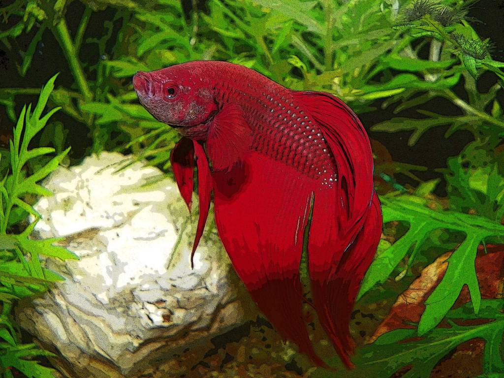 Solve Simese fighting fish jigsaw puzzle online with 63 pieces