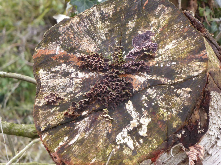 Solve A felled tree, with lots of mini funges on it and lots of colours ...