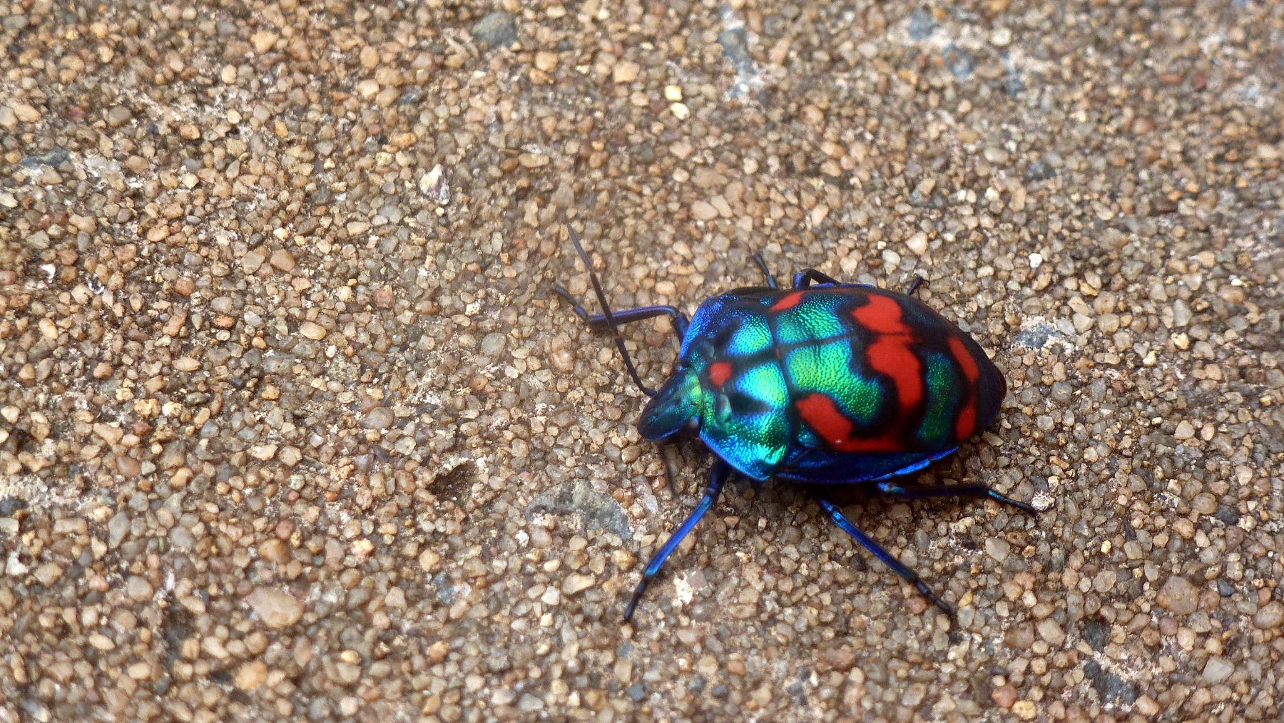 Jigsaw Puzzle | 45 pieces | Harlequin beetle | Jigidi