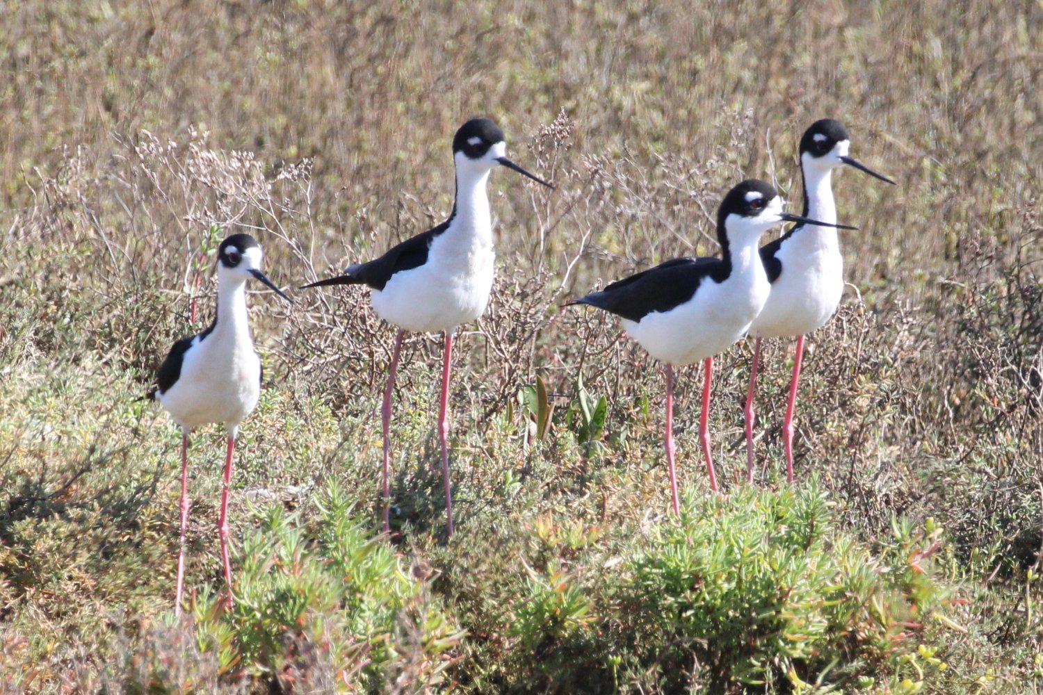 Jigsaw Puzzle | 24 pieces | Black-necked Stilts, Fomosa Slough, San ...