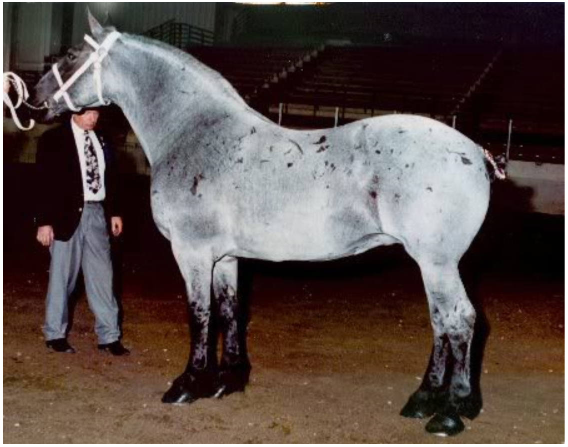 Solve Percheron mare blue roan jigsaw puzzle online with 252 pieces
