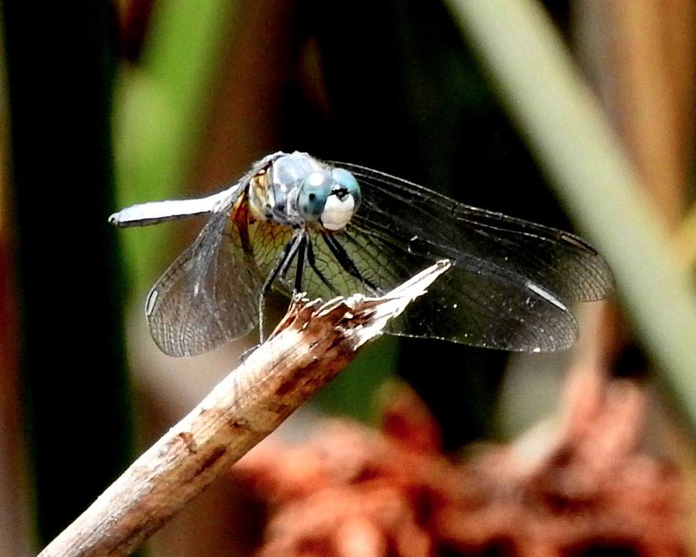Solve Dragonfly, Discovery Lake, San Marcos, California jigsaw puzzle ...