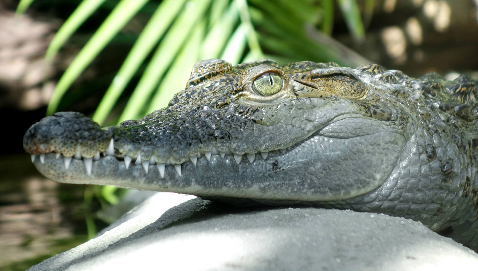 Solve Philippine crocodile jigsaw puzzle online with 170 pieces