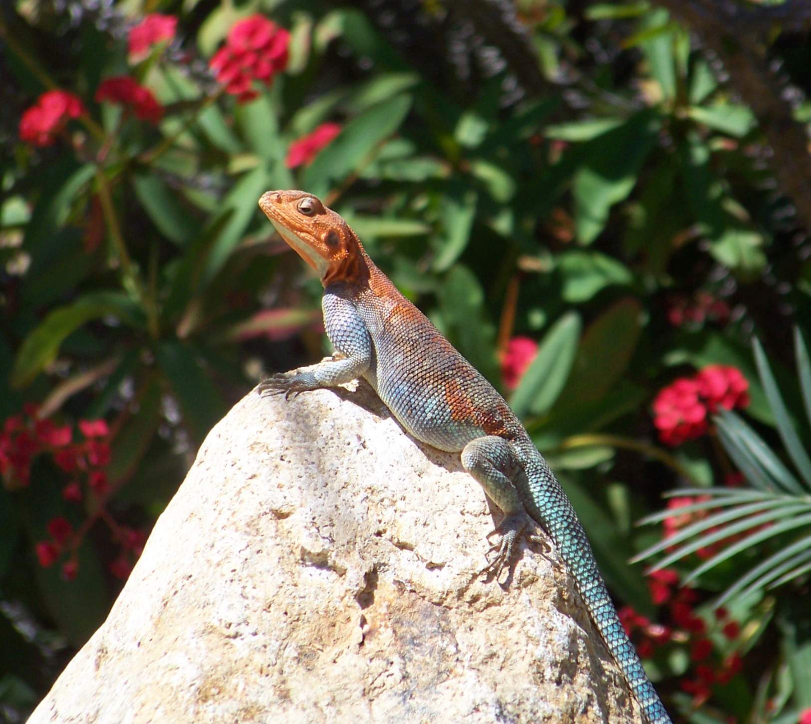 Solve San Diego Zoo - red headed rock agama lizard jigsaw puzzle online ...