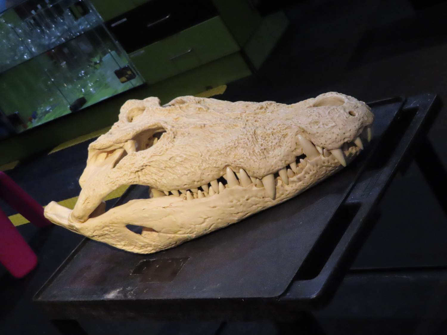 Solve Crocodile skull at Questacon, Canberra jigsaw puzzle online with ...
