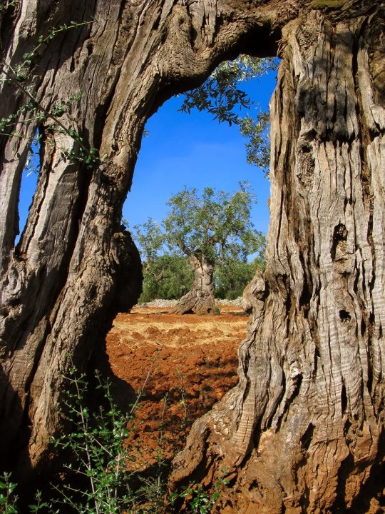 Solve Centuries old olive trees in the Italian Region of Puglia. jigsaw ...