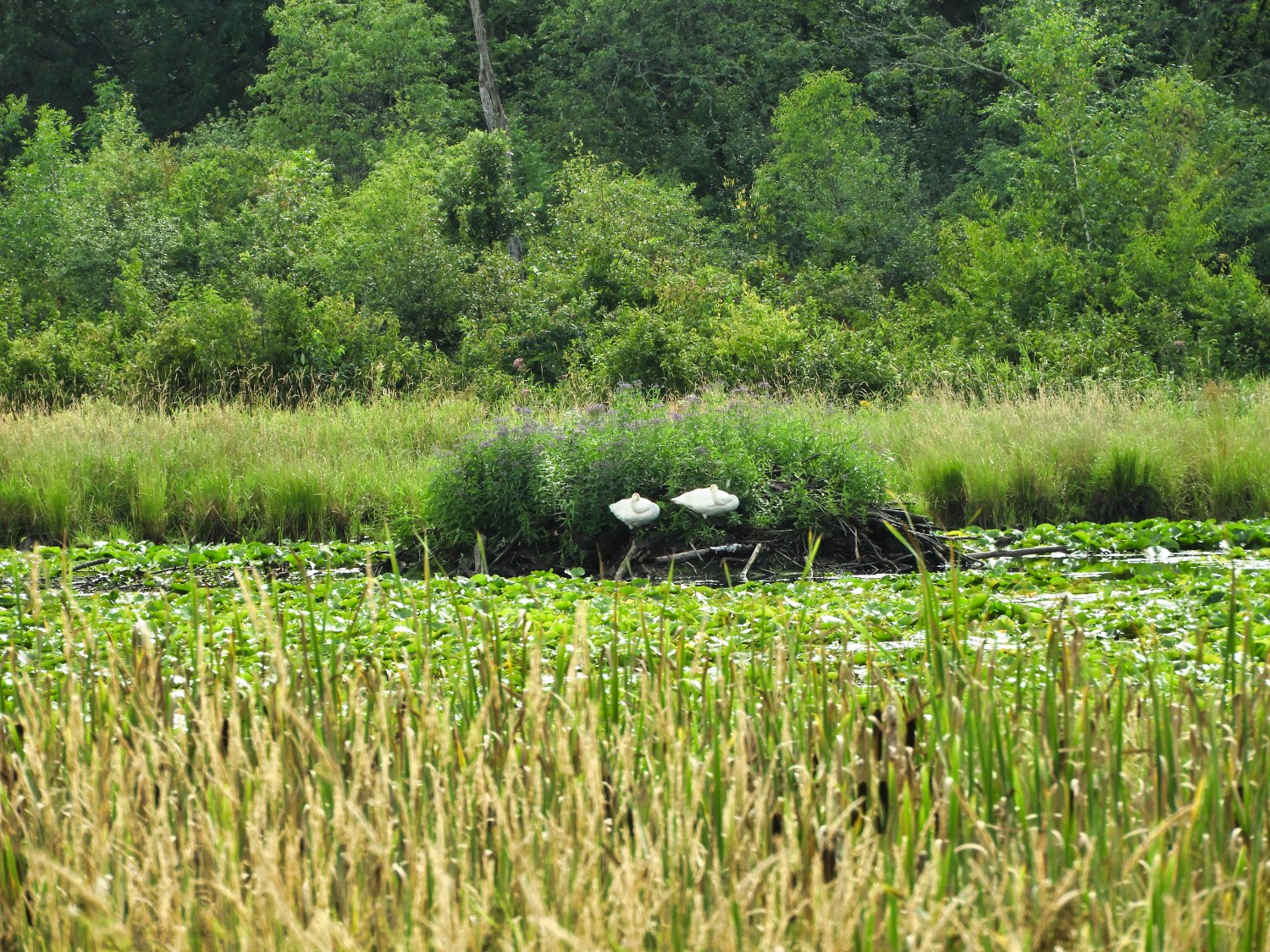 Solve White spots on an old beaver lodge jigsaw puzzle online with 20 ...