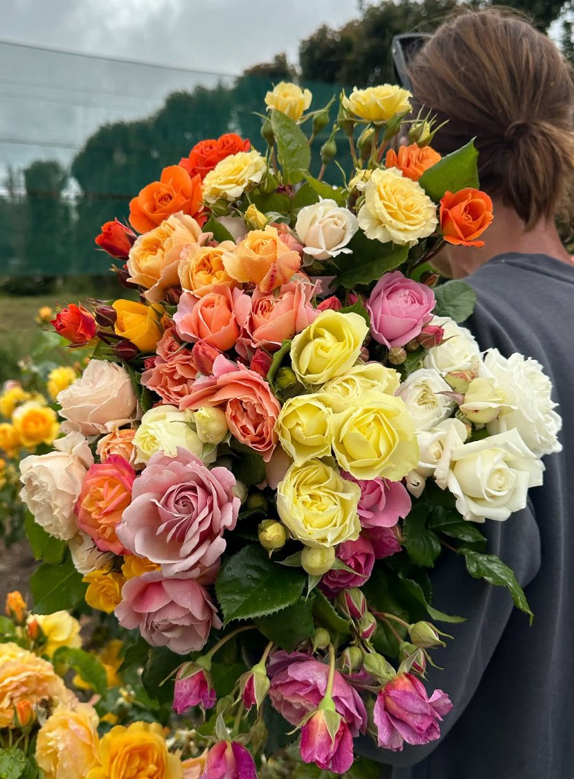 Solve Roses jigsaw puzzle online with 20 pieces