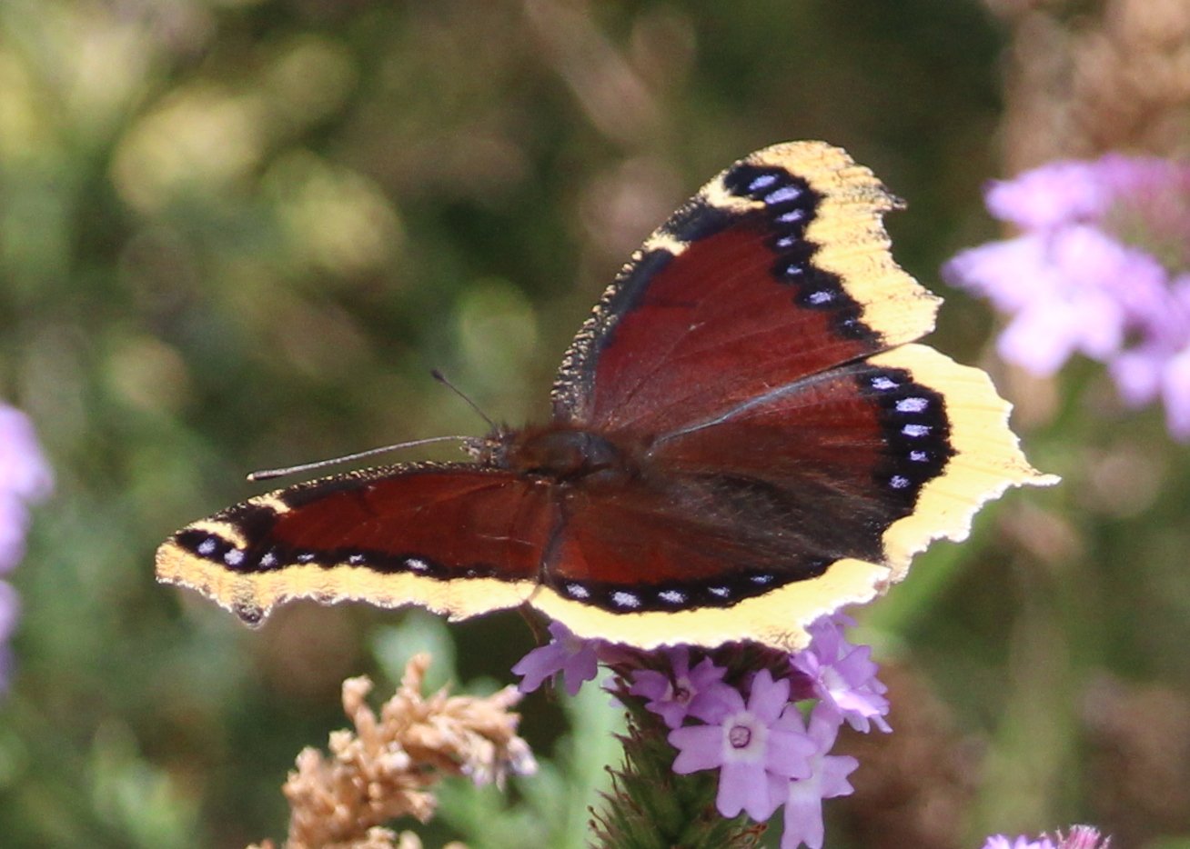 Solve Mourning Cloak Butterfly on verbena in front of my office window ...